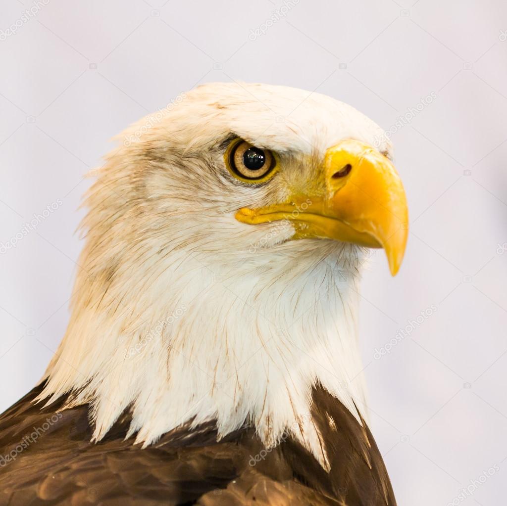 American Eagle — Stock Photo © Deerphoto #56091825