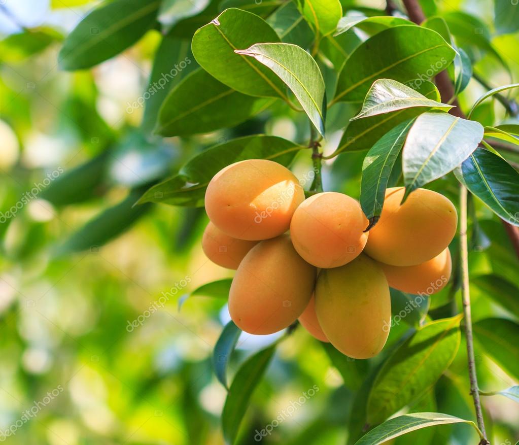 Mayongchid Maprang Marian Plum and Plum Mango — Stock Photo © Deerphoto ...