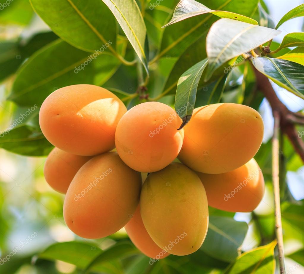 Mayongchid Maprang Marian Plum and Plum Mango — Stock Photo © Deerphoto ...
