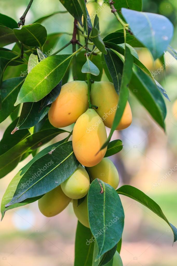 Mayongchid Maprang Marian Plum and Plum Mango Stock Photo by ©Deerphoto ...