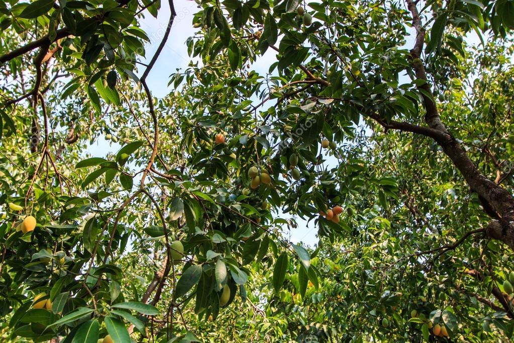 Mayongchid Maprang Marian Plum and Plum Mango Stock Photo by ©Deerphoto ...