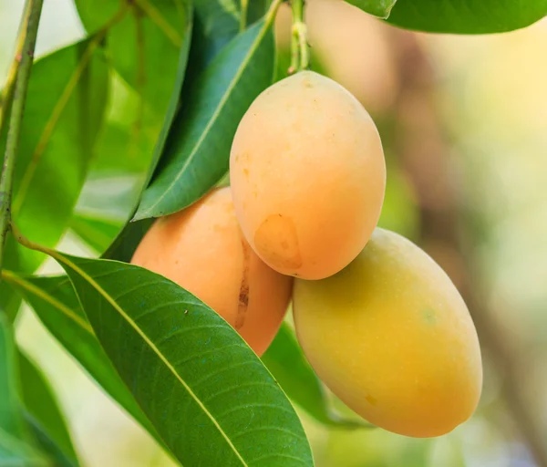 Mayongchid Maprang Marian Plum and Plum Mango — Stock Photo © Deerphoto ...