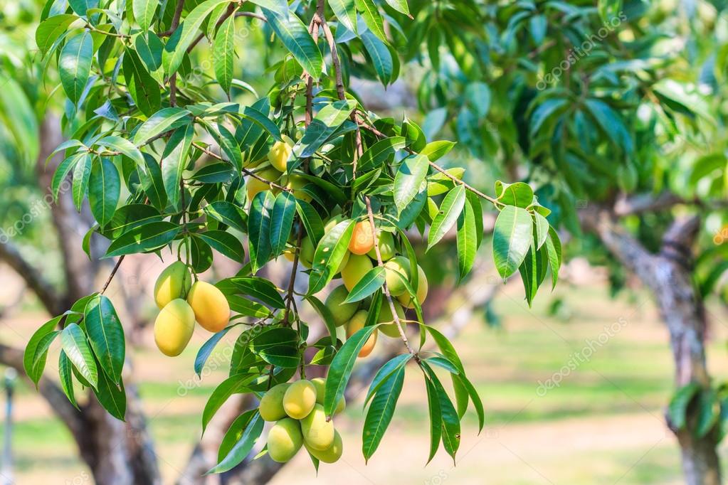 Mayongchid Maprang Marian Plum and Plum Mango Stock Photo by ©Deerphoto ...