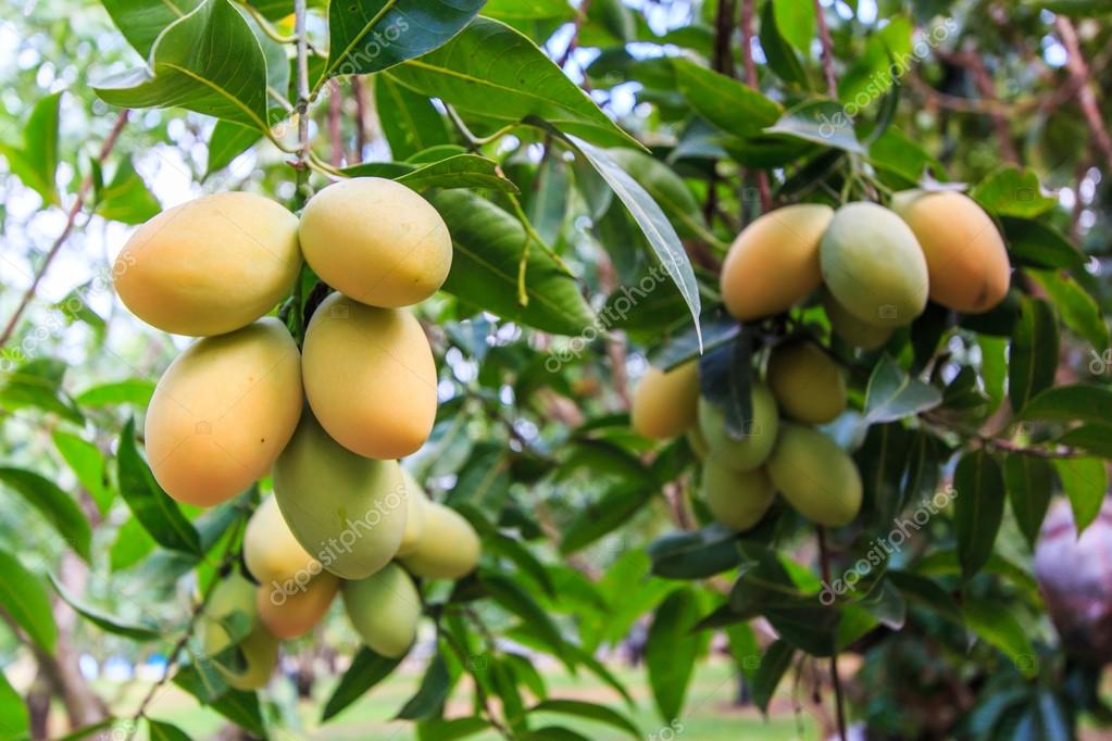 Mayongchid Maprang Marian Plum and Plum Mango Stock Photo by ©Deerphoto ...