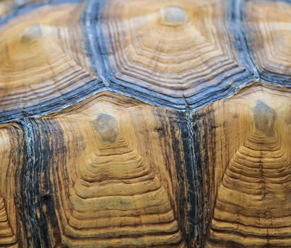 Turtle Shell (Seamless texture) — Stock Photo © lucato #19579863