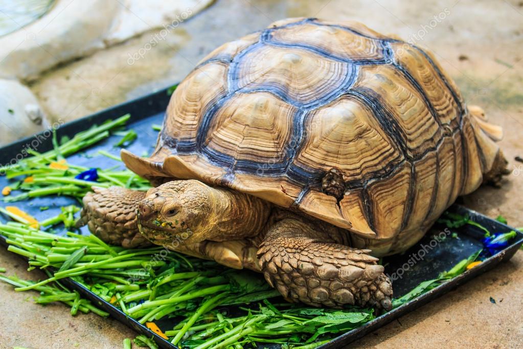 Adorable Turtle animal Stock Photo by ©Deerphoto 64486333