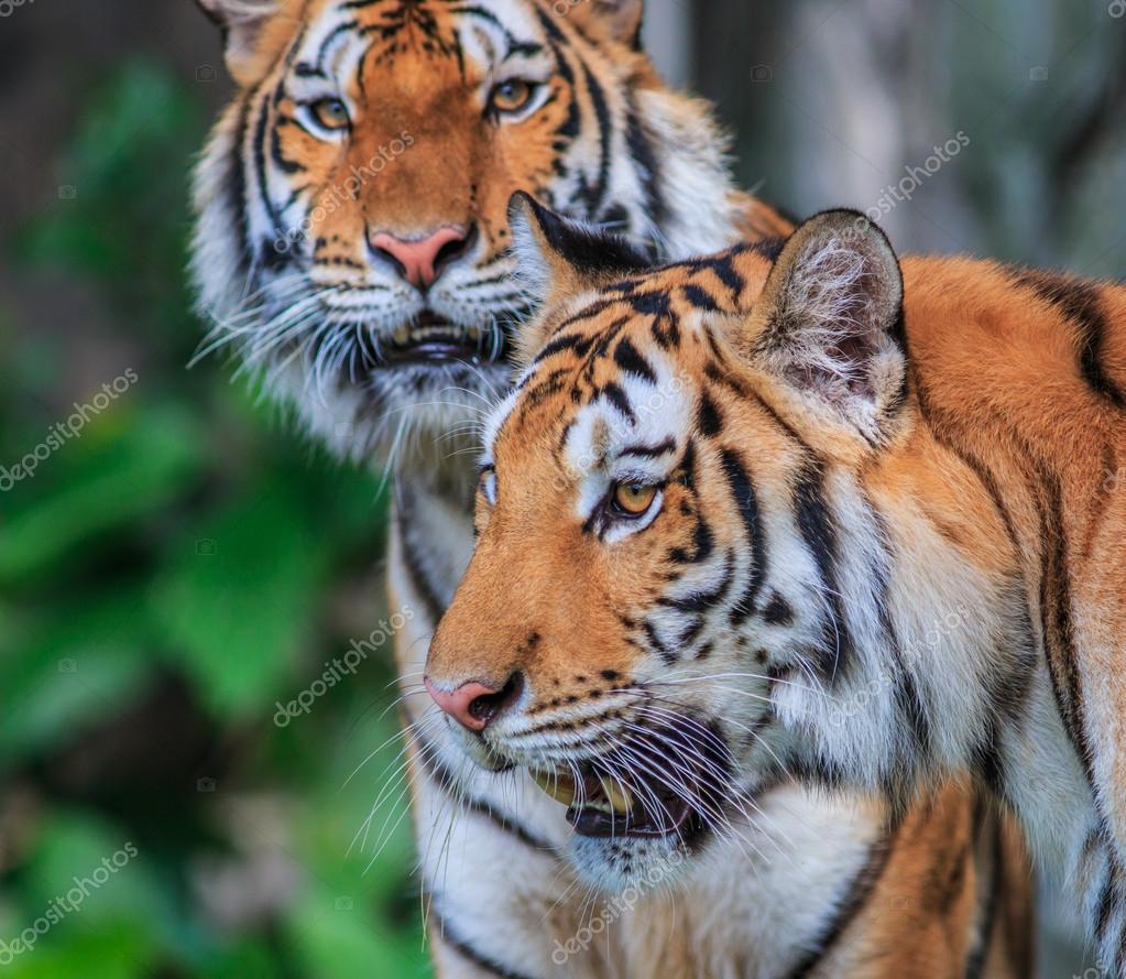 Wild tigers in jungle — Stock Photo © Deerphoto #64494805