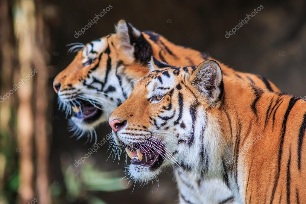 Wild tigers in jungle — Stock Photo © Deerphoto #64494891