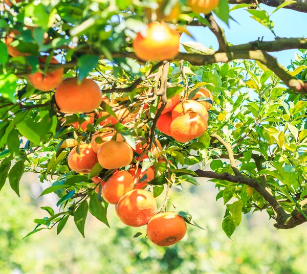 Orange tree park Stock Photo by ©Deerphoto 148472277