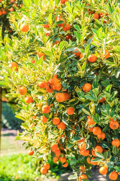 Orange tree in Farm - Stock Image - Everypixel