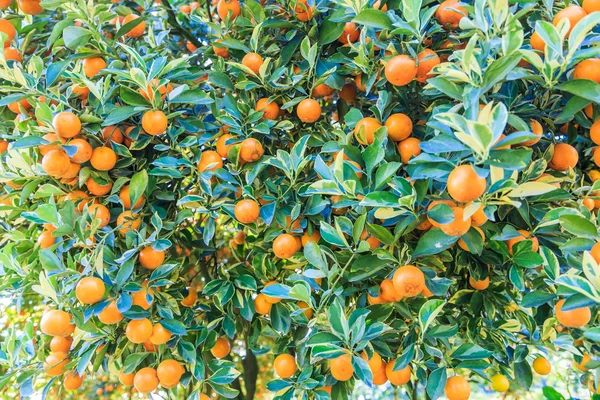 Orange tree farm Stock Photos, Royalty Free Orange tree farm Images ...
