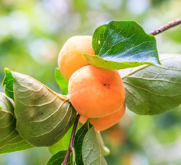 Persimmon tree Stock Photos, Royalty Free Persimmon tree Images | Depositphotos