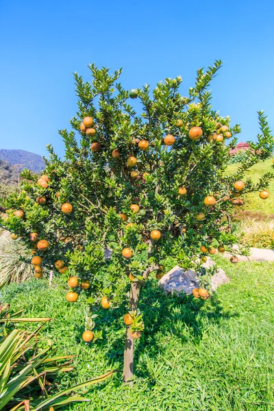 Naranjo en montañas fotos de stock, imágenes de Naranjo en montañas sin ...