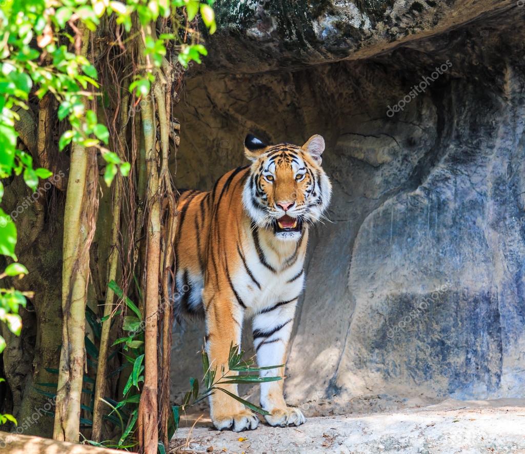 Descargar - Hermoso tigre en la selva — Imagen de stock
