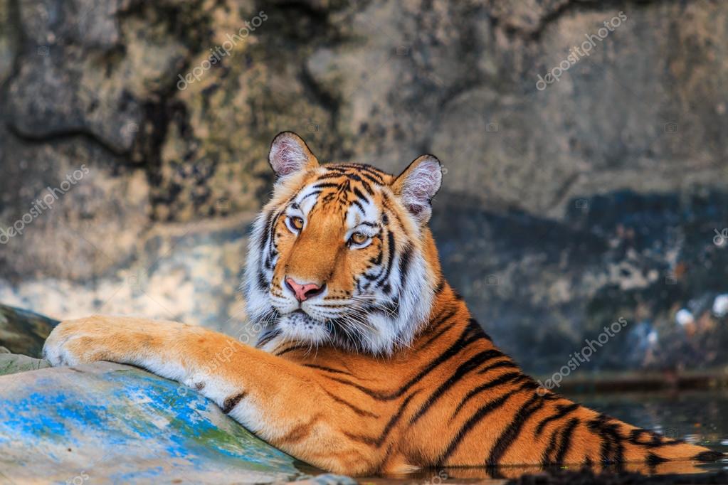 Beautiful Orange tiger Stock Photo by ©Deerphoto 66023179