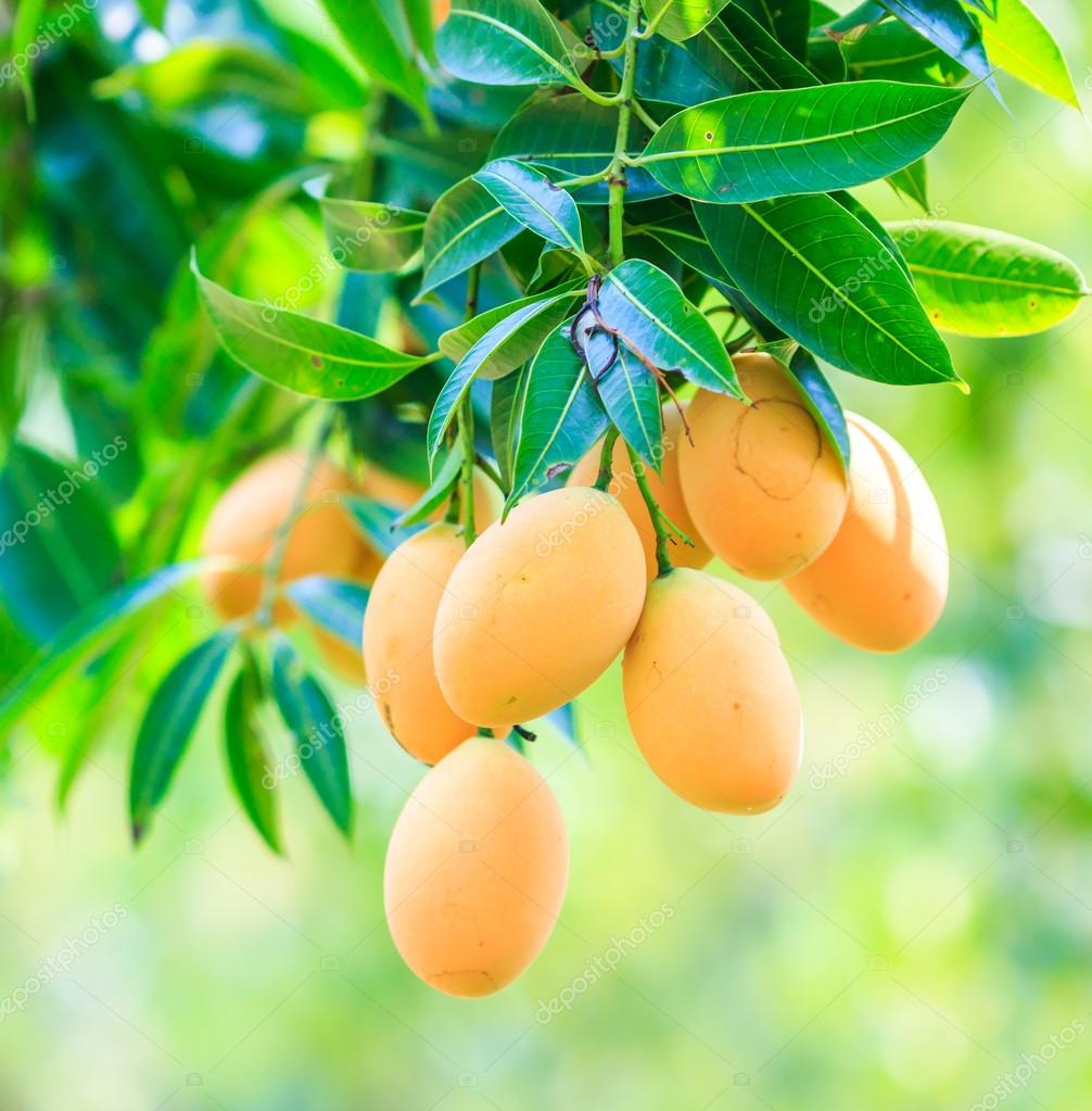Plums Mango in Thailand Stock Photo by ©Deerphoto 67946899