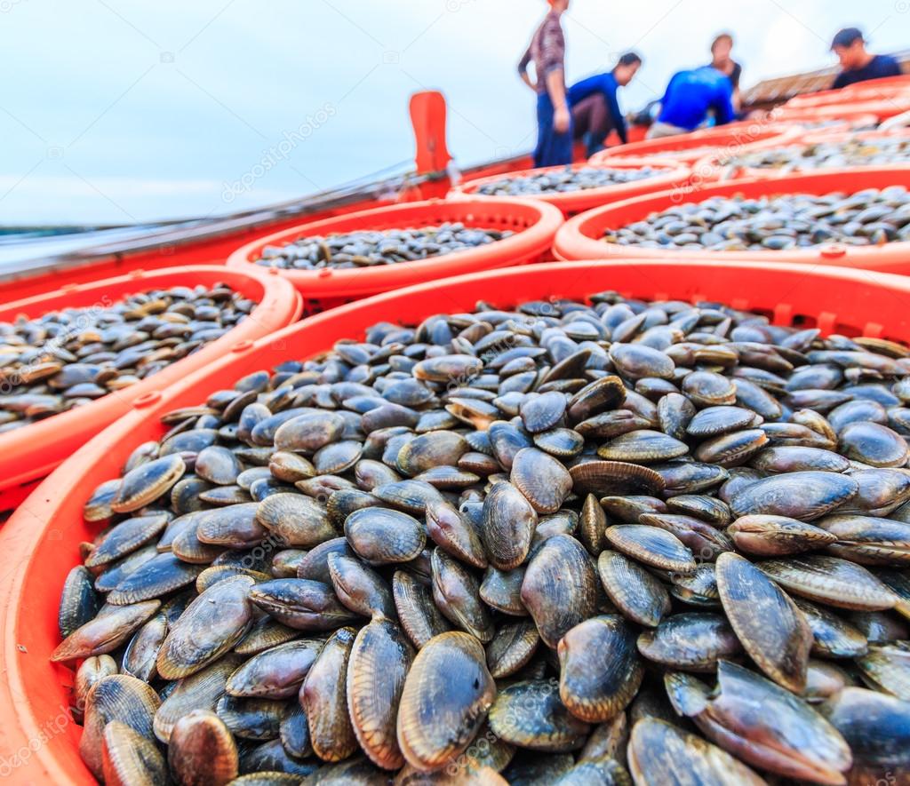 Shellfish on fishing vessels — Stock Photo © Deerphoto #68098043