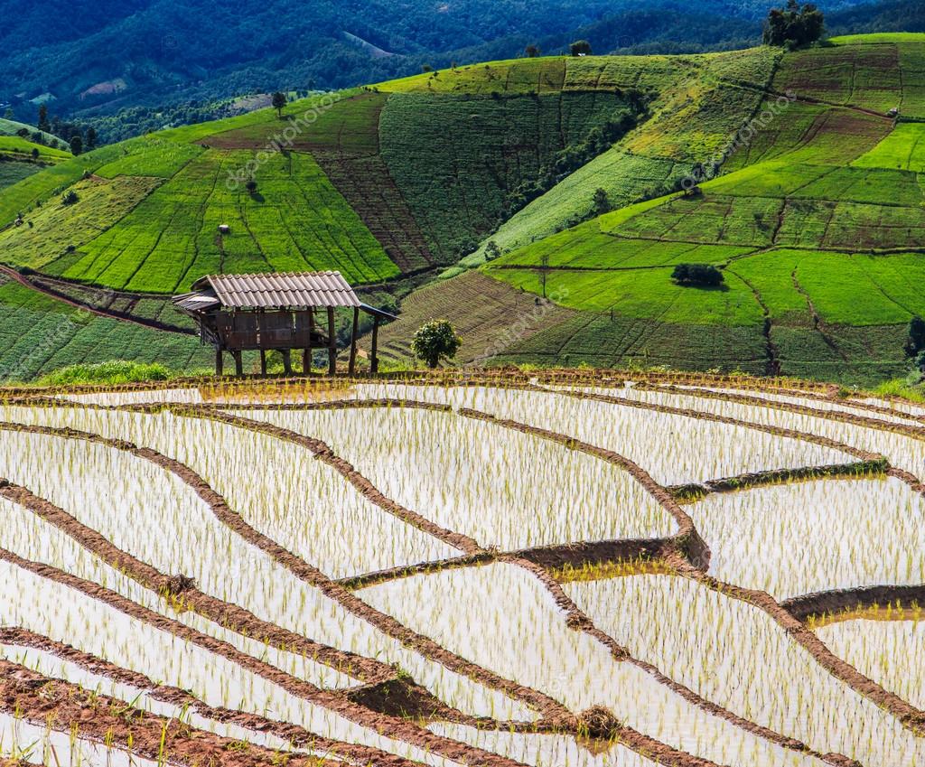 Rice fields in Chiang Mai — Stock Photo © Deerphoto #68793939
