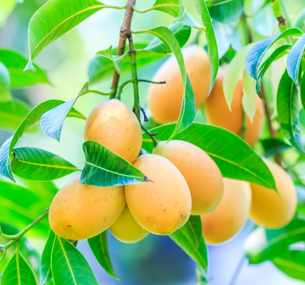 Mayongchid Maprang Marian Plums Stock Photo by ©Deerphoto 65750437
