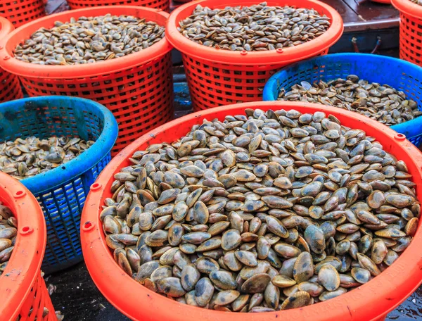 Bivalve Stock Photos, Royalty Free Bivalve Images | Depositphotos