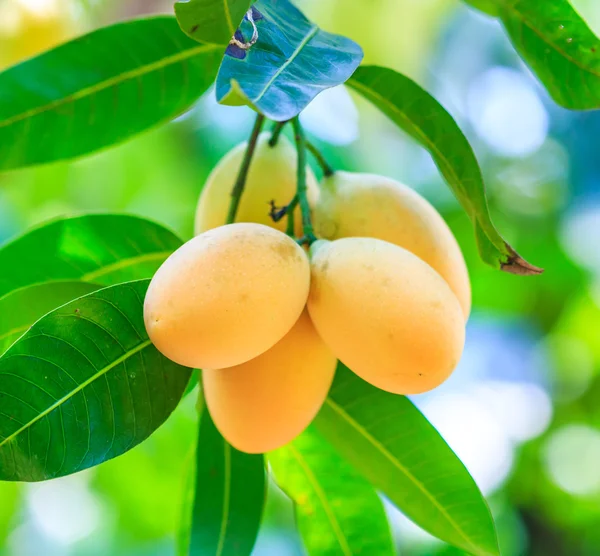Mayongchid Maprang Marian Plums Stock Photo by ©Deerphoto 68871991