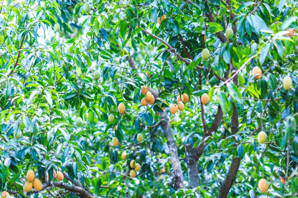 Mango tree Stock Photos, Royalty Free Mango tree Images | Depositphotos