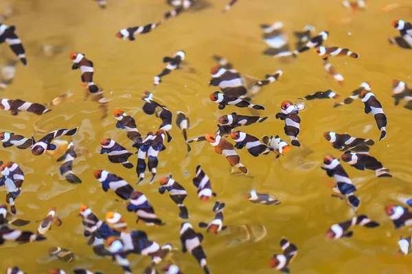 Cardume de peixe dourado Stock Photos, Royalty Free Cardume de peixe ...