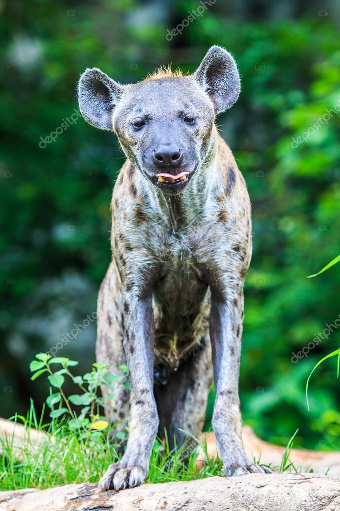 Hyena wild animal — Stock Photo © Deerphoto #89889928