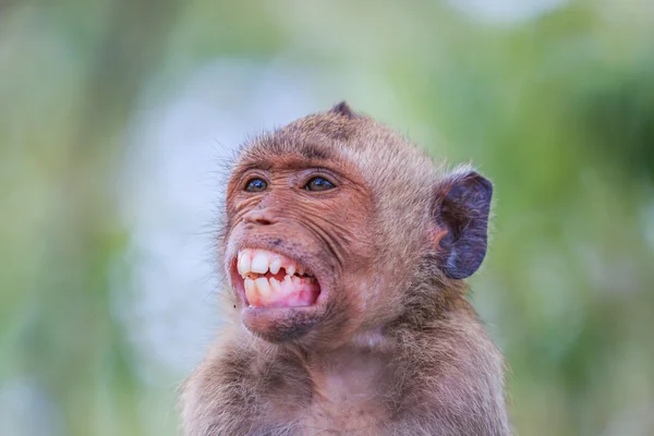 Cara De Macaco Feliz