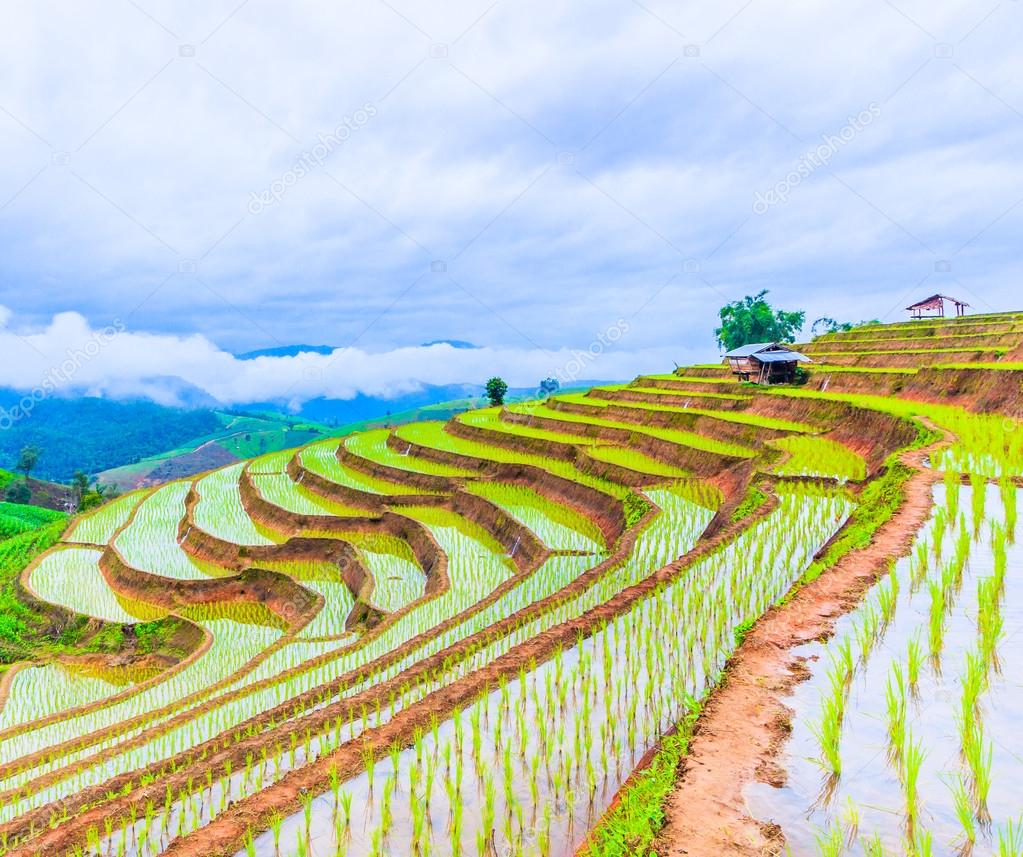 Rice fields at Thailand — Stock Photo © Deerphoto #93162904