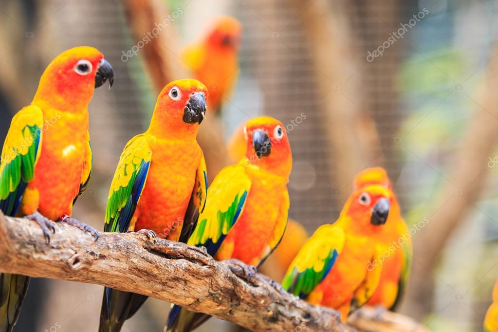 Sun Conure Parrots — Stock Photo © Deerphoto #96427978