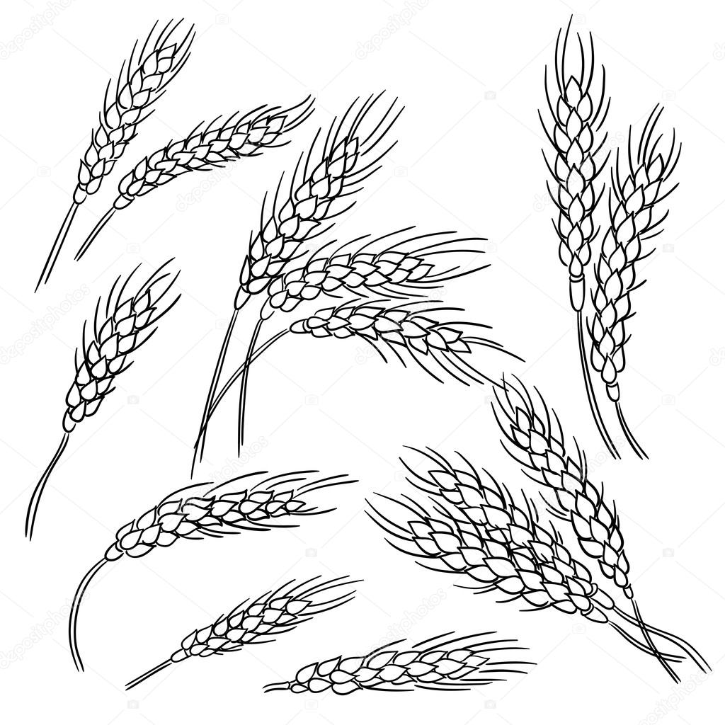 Ears of wheat. Line art. Doodle style Stock Vector Image by ©KateVogel ...