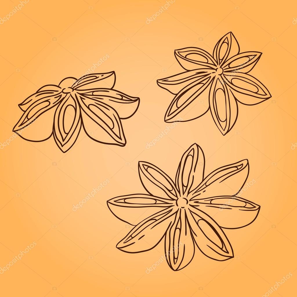 Cardamom. Line art. Doodle illustration. Isolated object Stock Vector ...