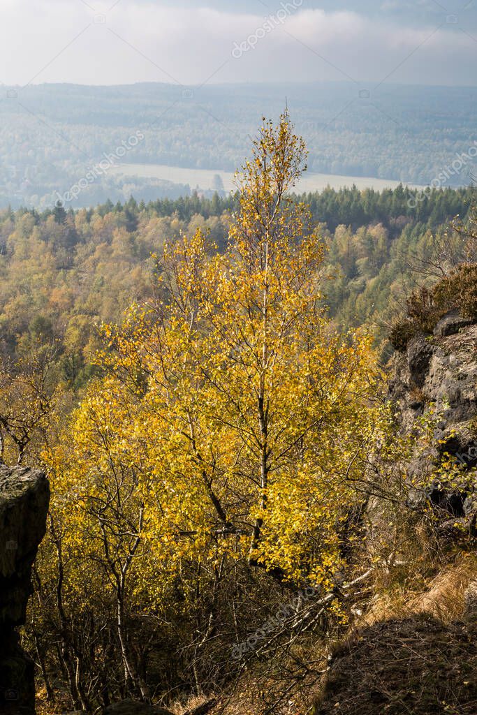 Mañana nublada de otoño en el bosque caducifolio. El sol bajo brilla a ...