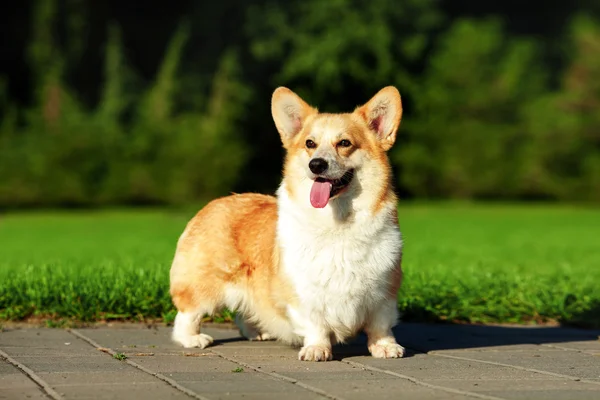 Welsh corgi pembroke dog - Stock Image - Everypixel