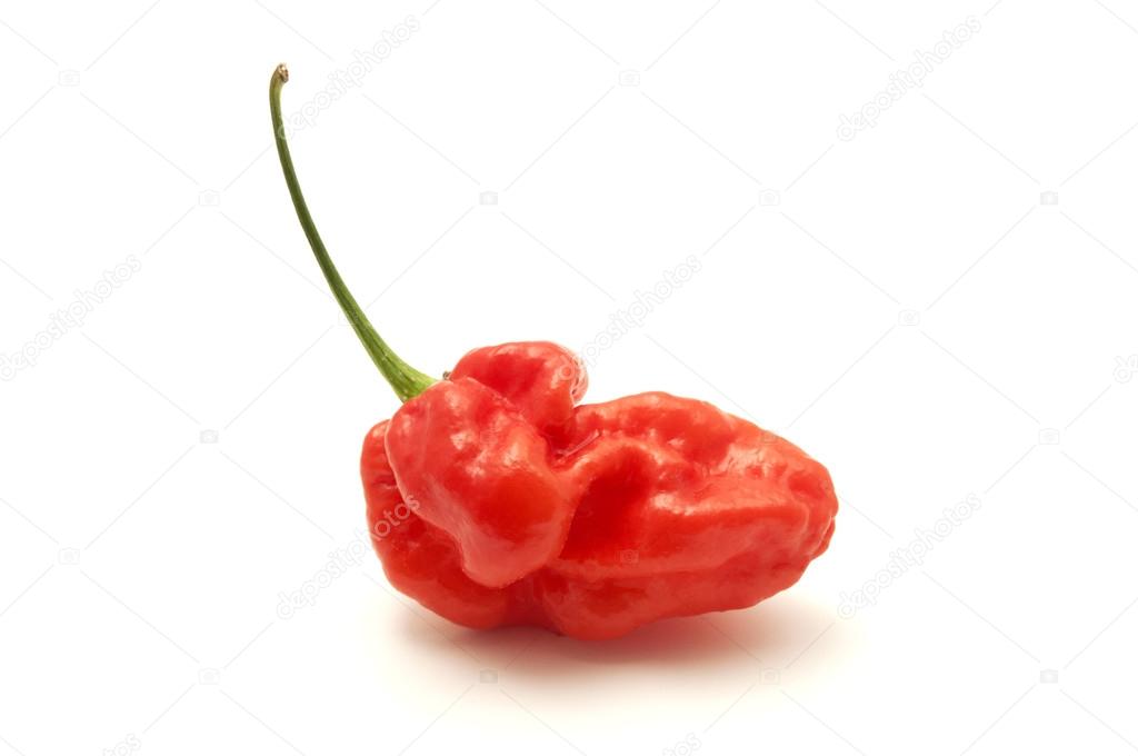 Bhut jolokia Stock Photo by ©onlyfabrizio 53163755