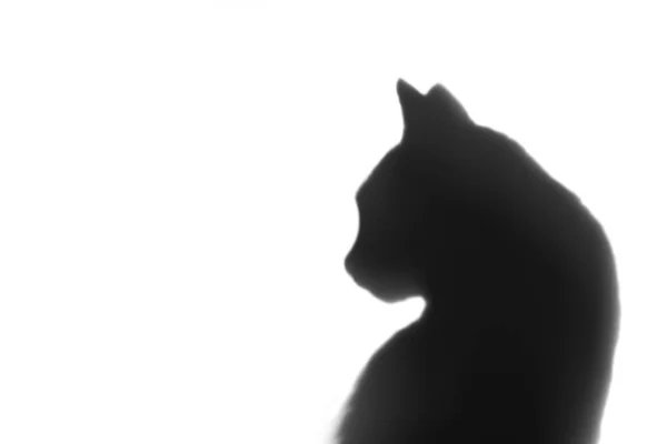 White cat silhouette Stock Photos, Royalty Free White cat silhouette ...
