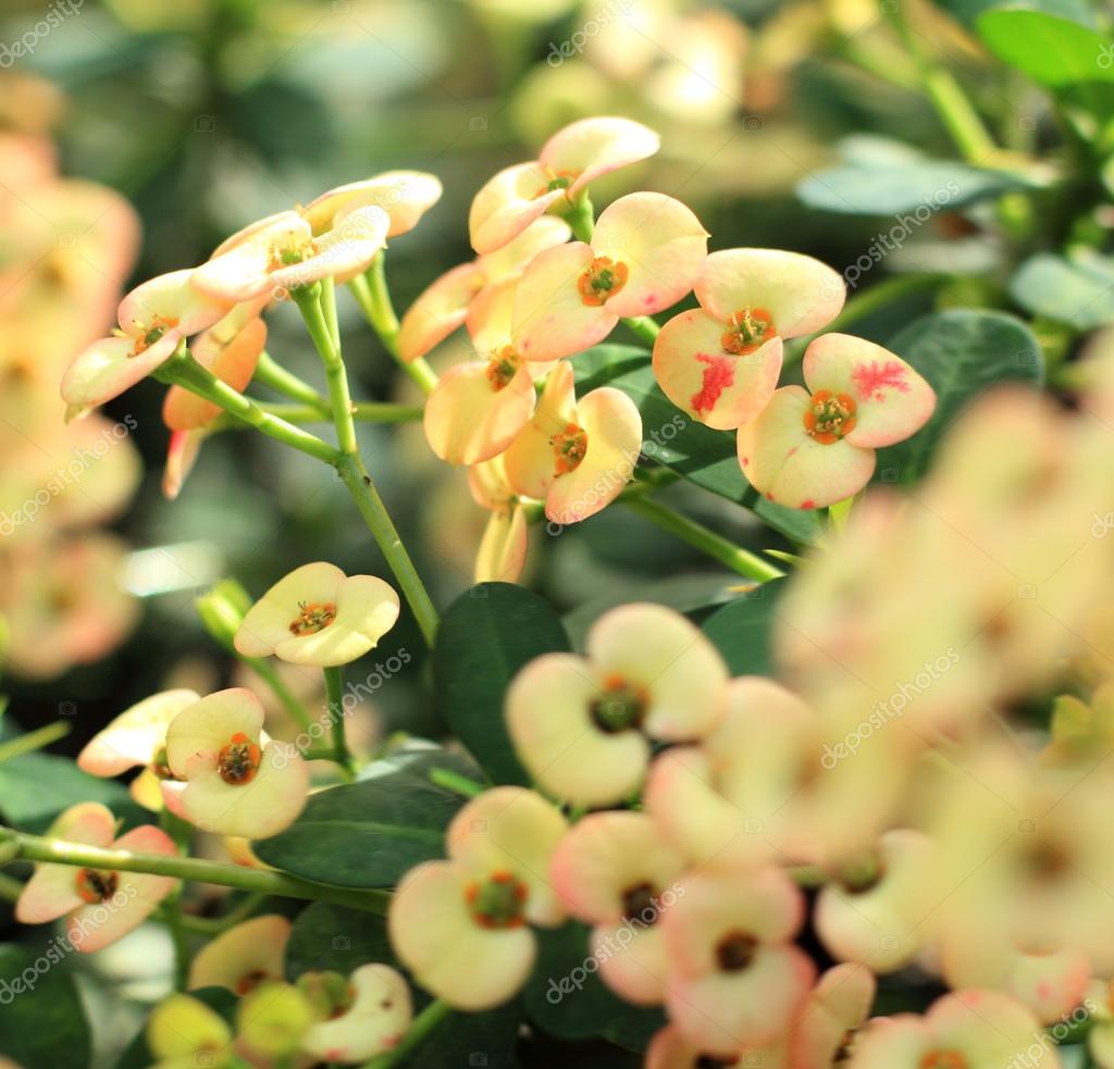 Beautiful plants with tiny flower blossom Stock Photo by ©odua 71711275