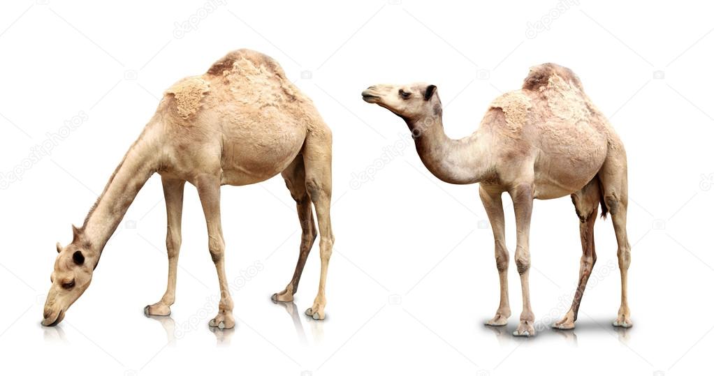Two camels isolated in white background — Stock Photo © odua #76837381