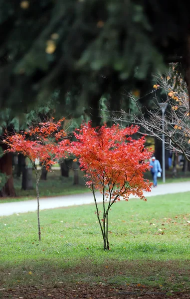 Red ribbon tree Stock Photos, Royalty Free Red ribbon tree Images ...