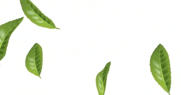 Vector Cartoon Illustration Green Twig Tree Leaves Stock Vector by ...