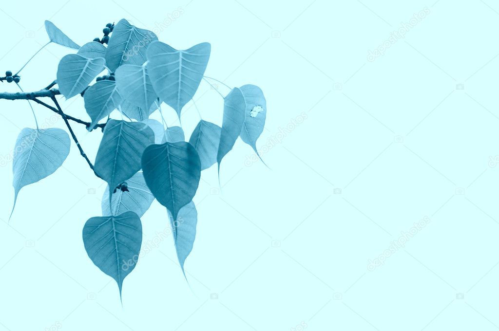 Hoja de Bothi o pho hojas o bo hoja de color azul 2022