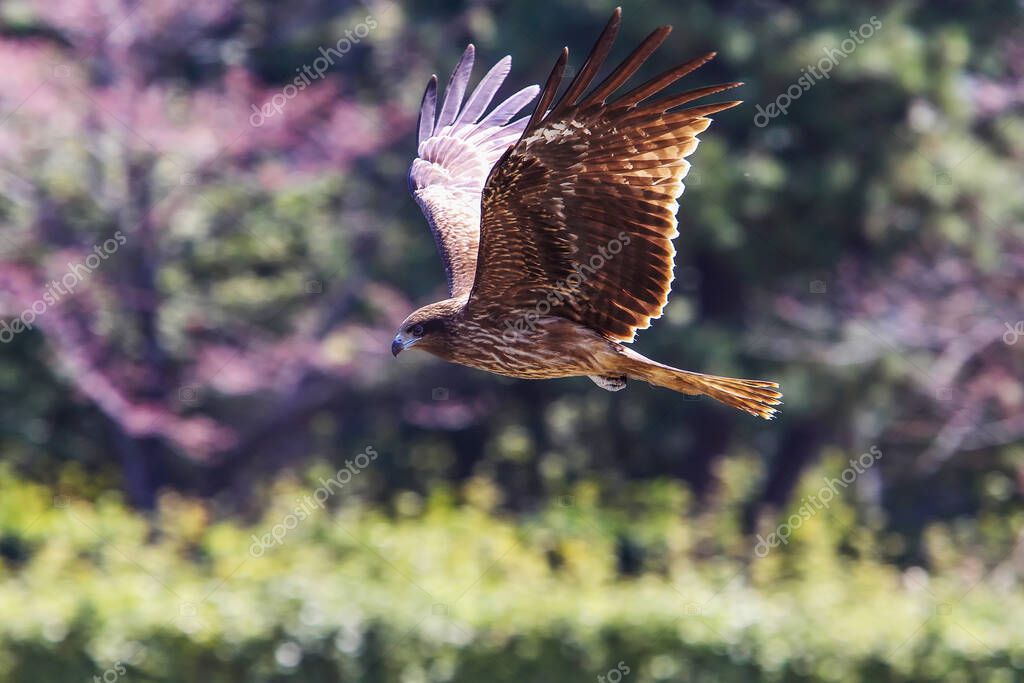 Águila vuela sobre el río Kamo en Kamogawa Park. Algo rosa en el fondo ...