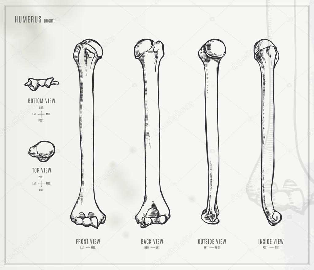 Humerus — Stock Vector © teacept #77371870