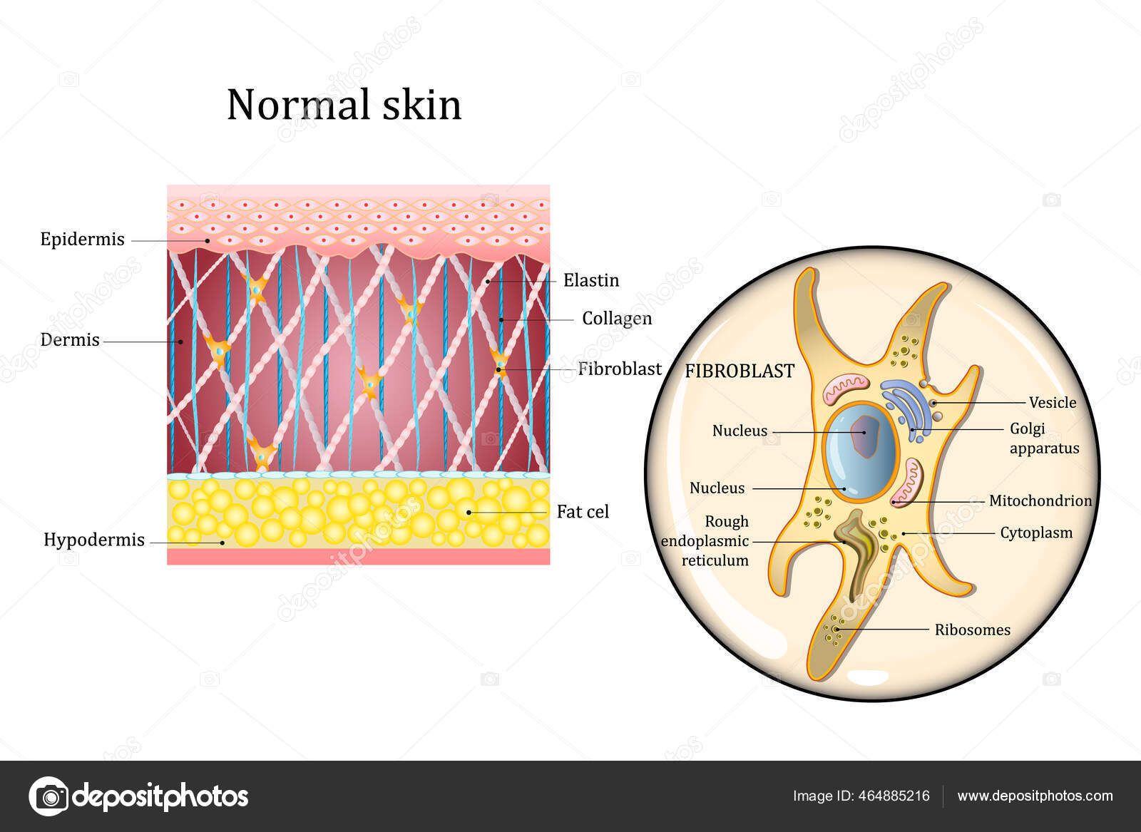Human Epidermal Cells Diagram