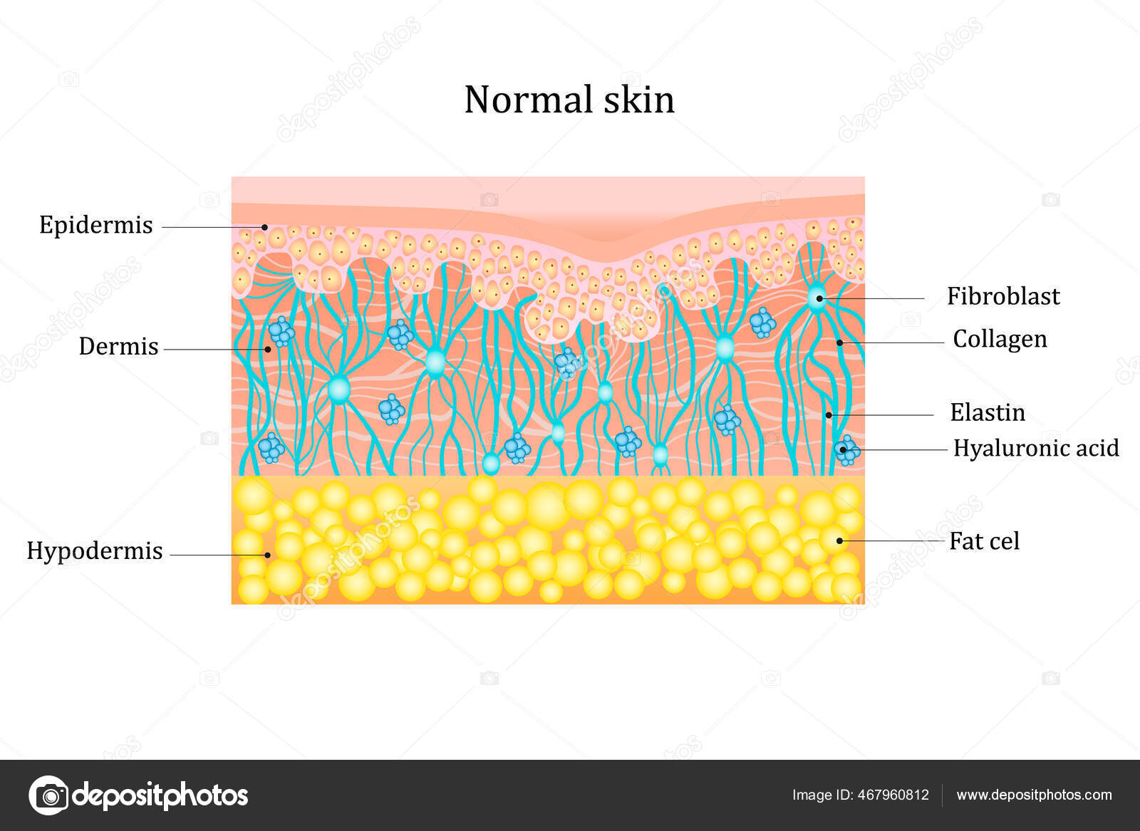 Estructura de la piel humana con fibras de colágeno y elastina ...