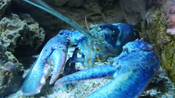 57,850 Lebewesen Videos, lizenzfreies Stock Lebewesen Footage ...