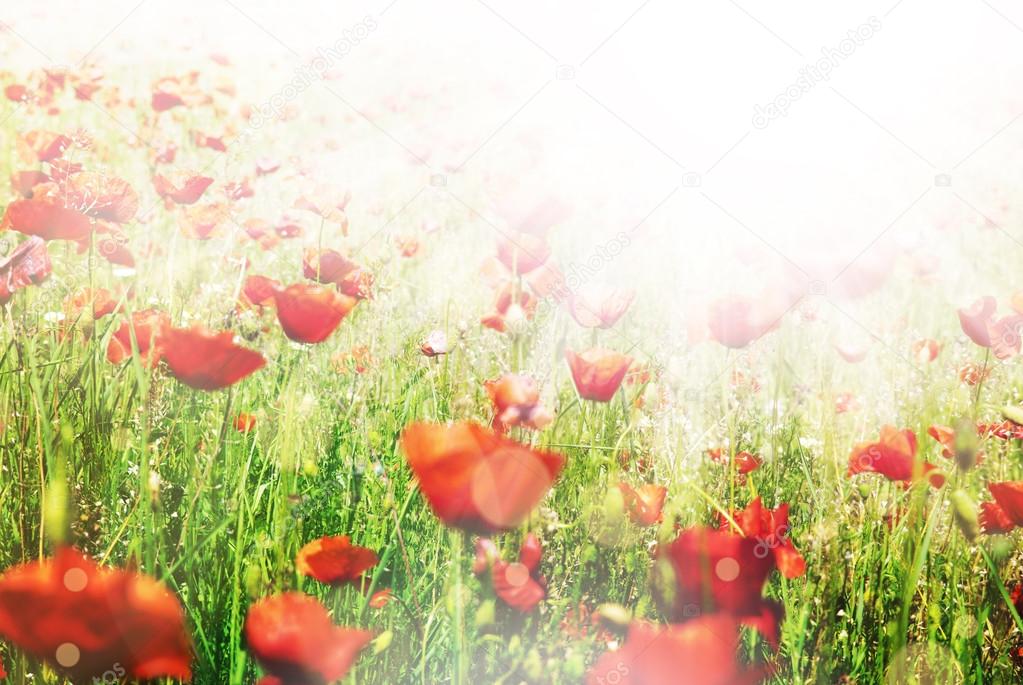 Beautiful poppy flowers sunny background Stock Photo by ©evryka23 71766735