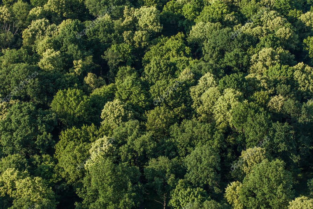 Aerial view of the forest — Stock Photo © yeti88 #75418585
