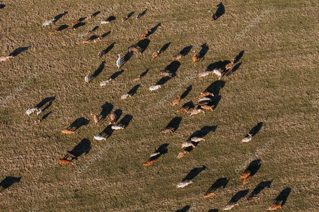 Aerial view of herd of cows at summer green field — Stock Photo ...